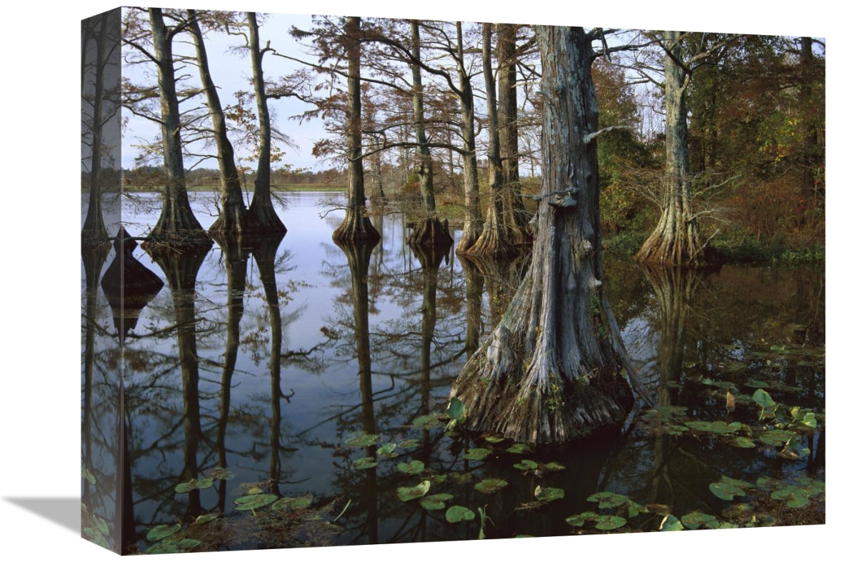 Micasa 12 x 16 in. Bald Cypress at Upper Blue Basin Reelfoot National ...