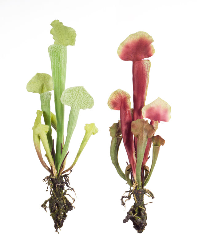 Melrose International 70643 13 in. Cobra Lily Plant Polyester & Plasti ...